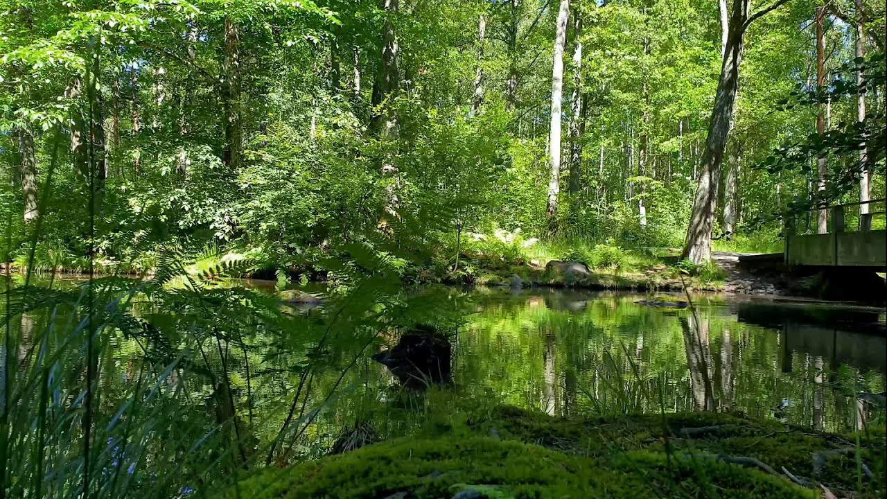 River Flowing Nature Sounds Forest River Birds Nature Sounds Film 4K ...