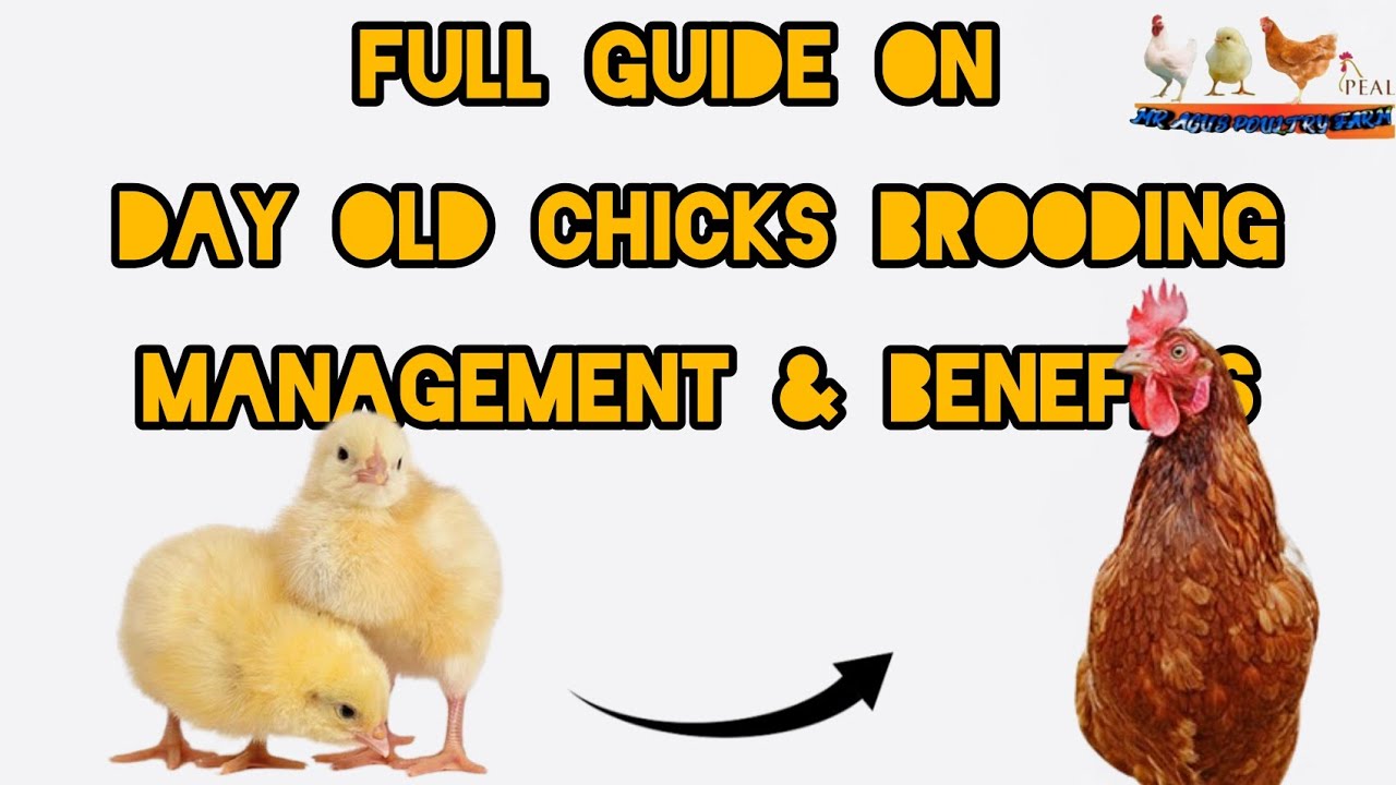 How To Brood Day Old Chicks (Management & Benefits). - YouTube