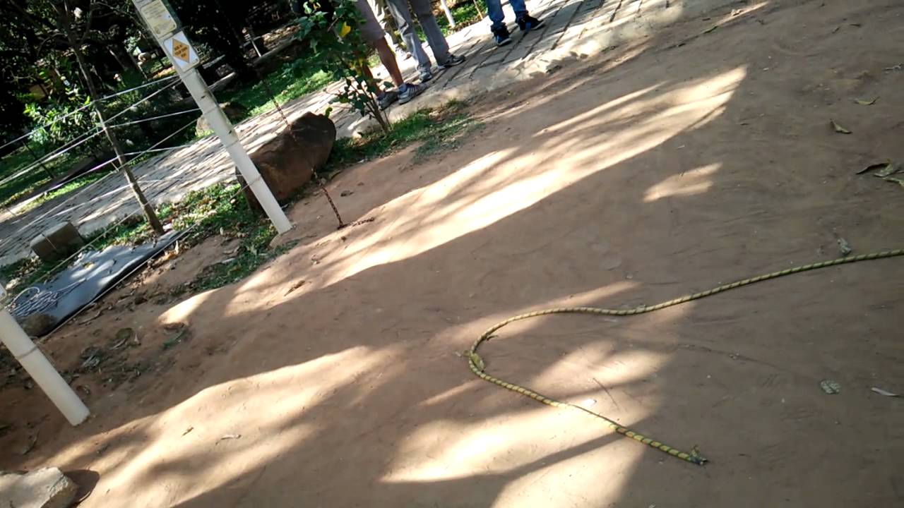 Mango mist - quake walk - YouTube