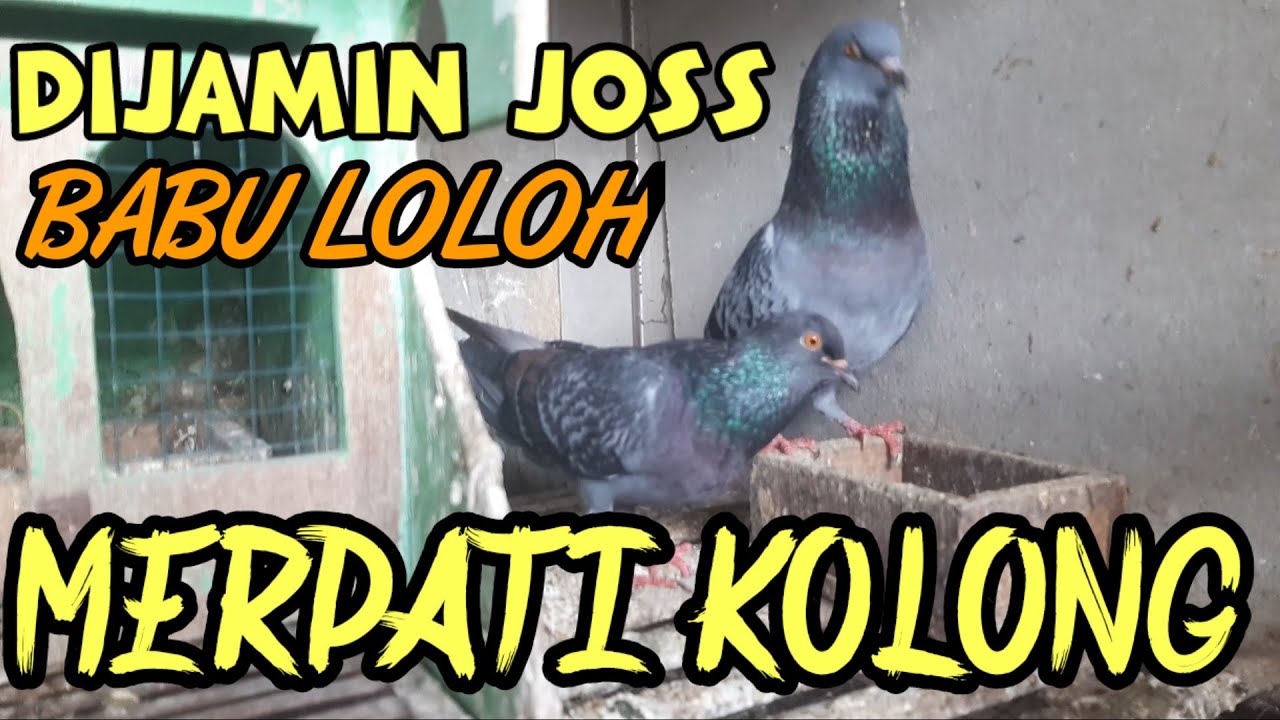 PAKAN TERBAIK BABU LOLOH MERPATI//TEAM KENWOOD//TEAM BARON//TEAM ELITE ...
