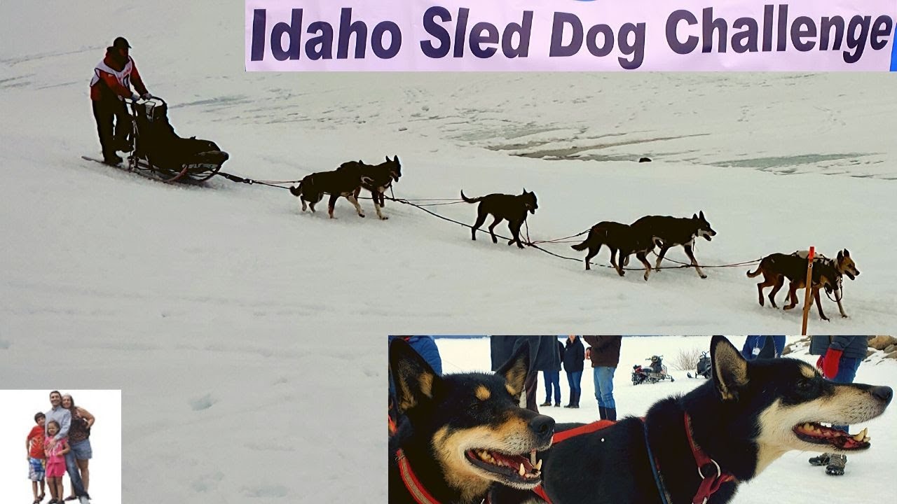 Idaho's Dog Sled Challenge - 100 mile finish line - YouTube