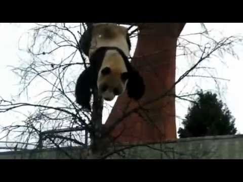 Panda Falls Out Of A Tree!!!! - YouTube