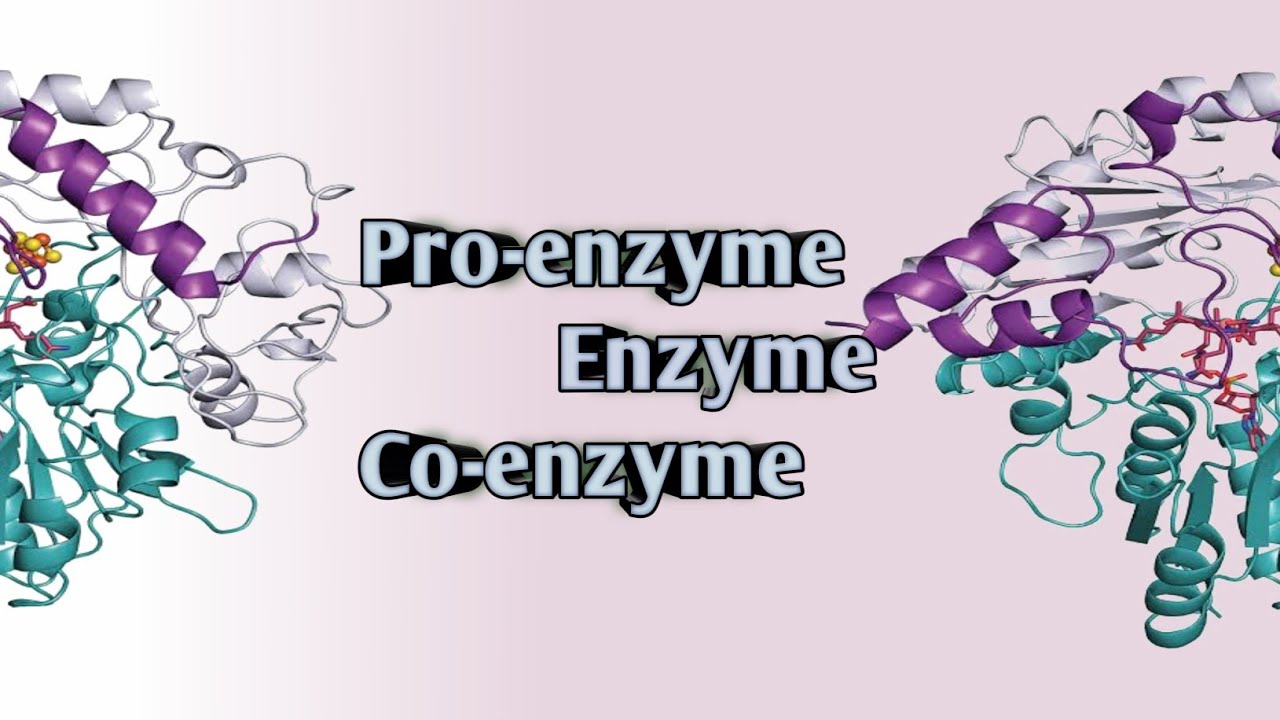 Enzyme, Coenzyme, Proenzyme - YouTube