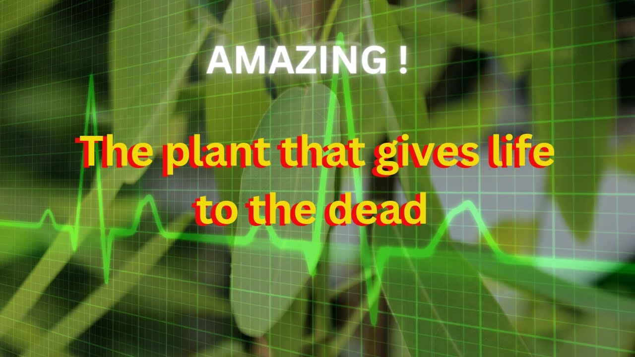 The plant that gives life to the dead | Codariocalyx motorius ...