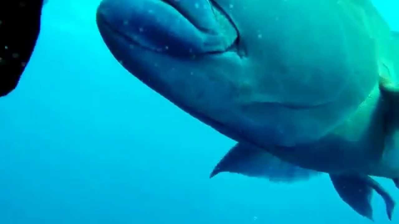 Scuba Diving the Great Barrier Reef, Australia: Playing with Wally the ...