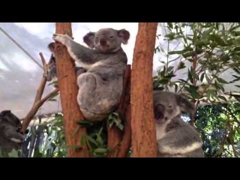 Cuddling with Koalas! - YouTube