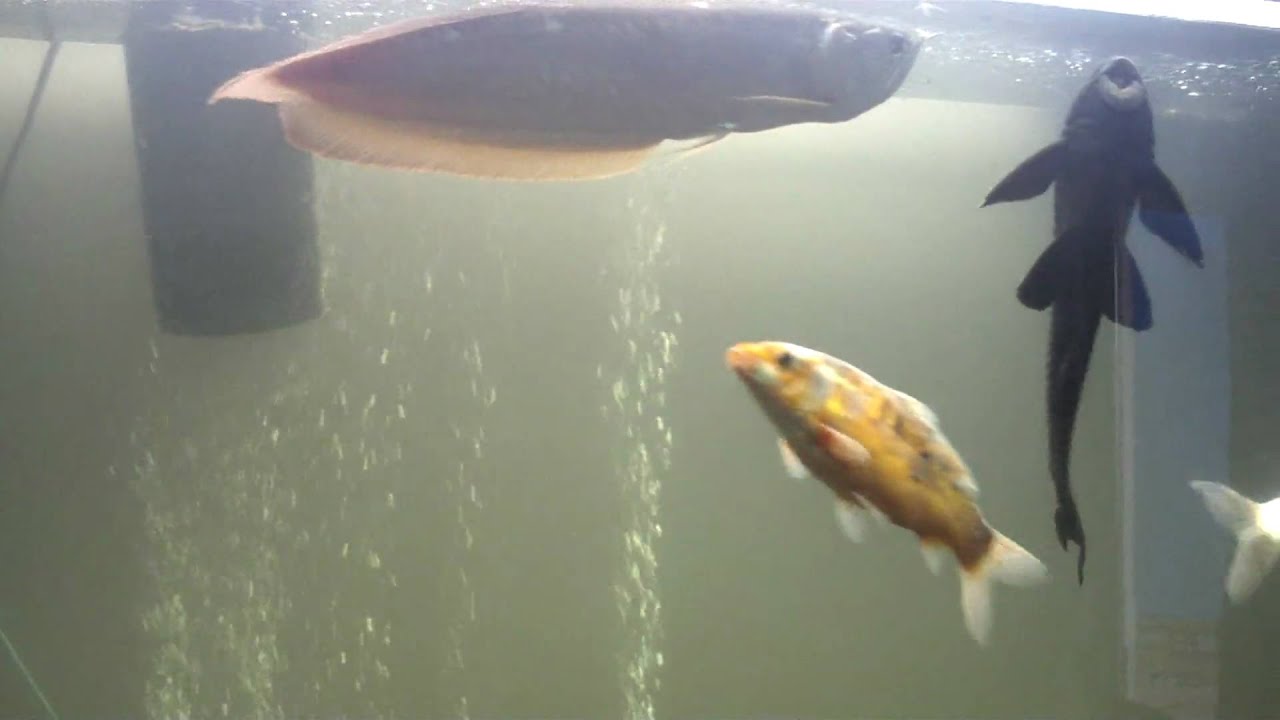 fish tank in high def(1080p) - YouTube