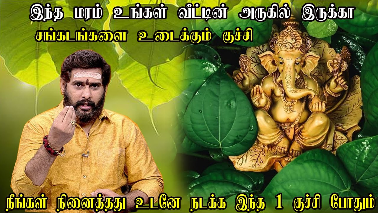நினைத்த காரியம் நடக்க அரசங்குச்சி வழிபாடு! Ninaithathu nadakka in tamil ...