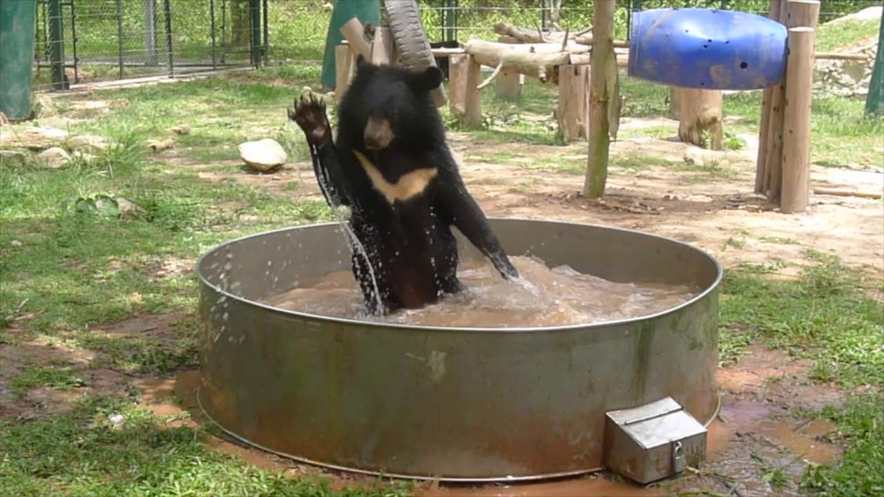 Celebrating 20 years of incredible bear rescues with Animals Asia - YouTube