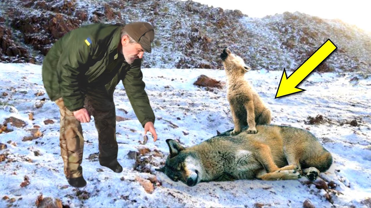 This Man Saved This Crying Wolf Cub And Her Dying Mama Wolf, After Some ...