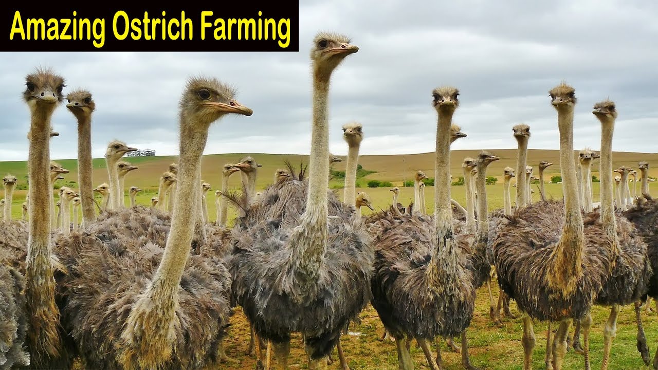 Ostrich Farming - How to Start a Business Ostrich Farm - Amazing ...
