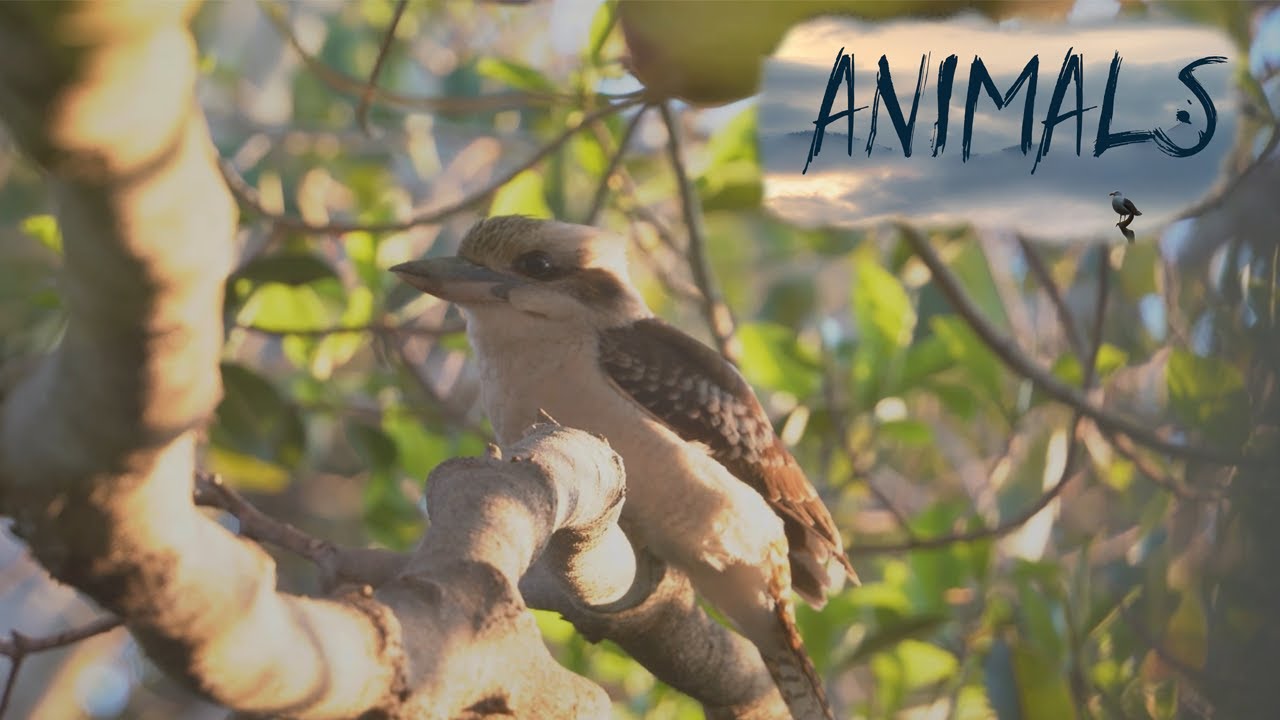 Cucabara in the wild.Animals Of The World.Domestic and Wild Animals ...