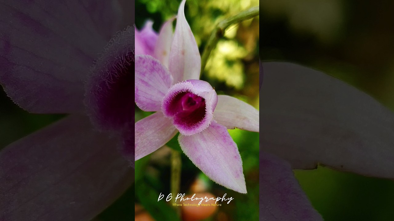 Native vesak orchid. A species of orchid that blooms in May and ...