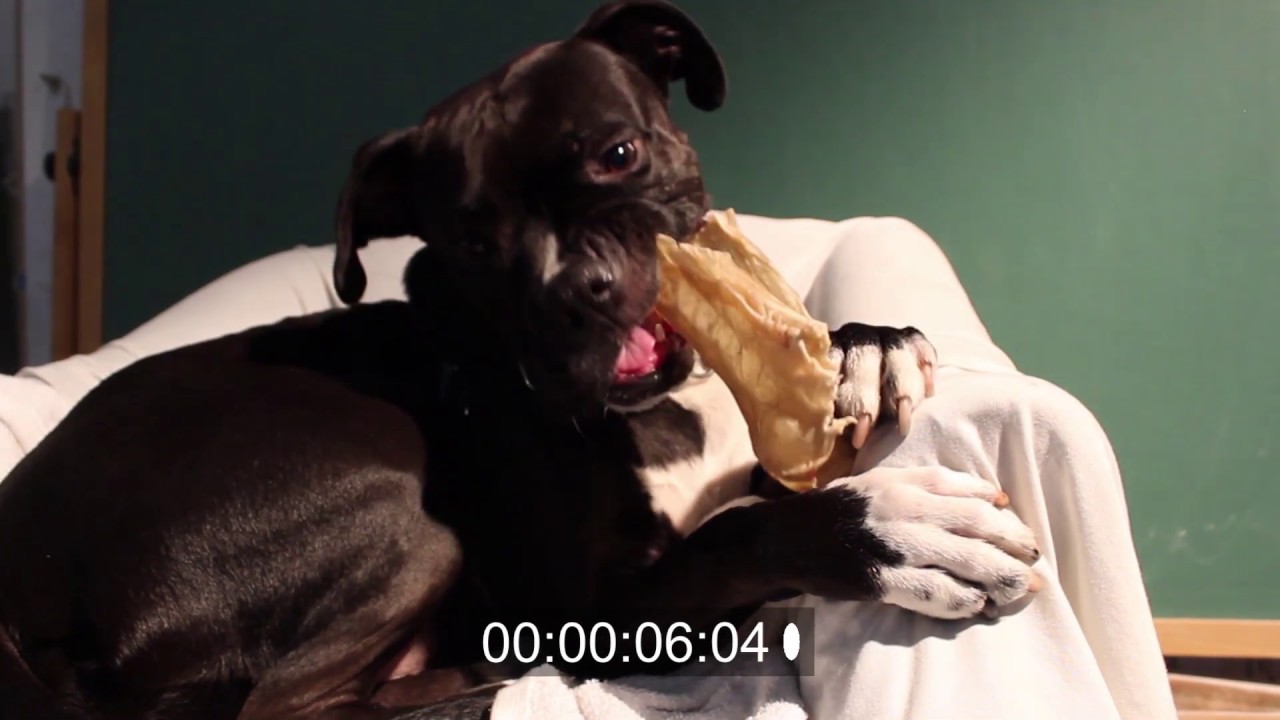 Dog Chewing on Bone, chew toy ~ Animation Reference Video - YouTube