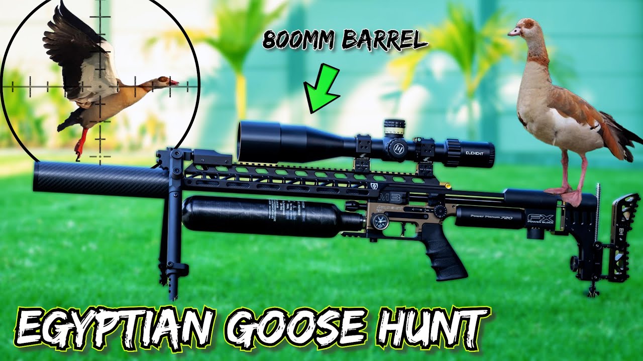 Egyptian Goose Hunt | FX Impact M3 800mm | Javelin Slugs | Air Gun ...