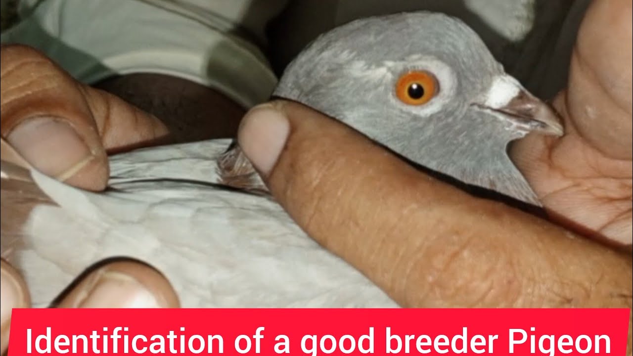 identification of a good breeder pigeon | pigeon information - YouTube