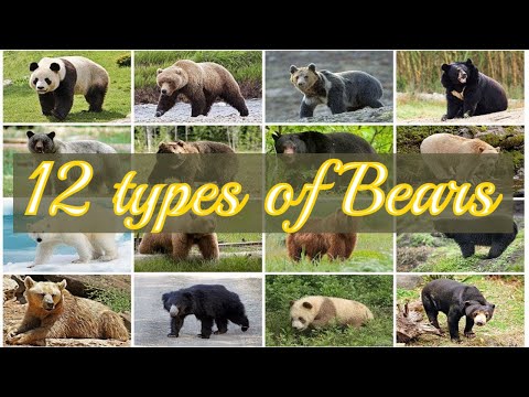 12 Different Types of Bears From Around the World - YouTube