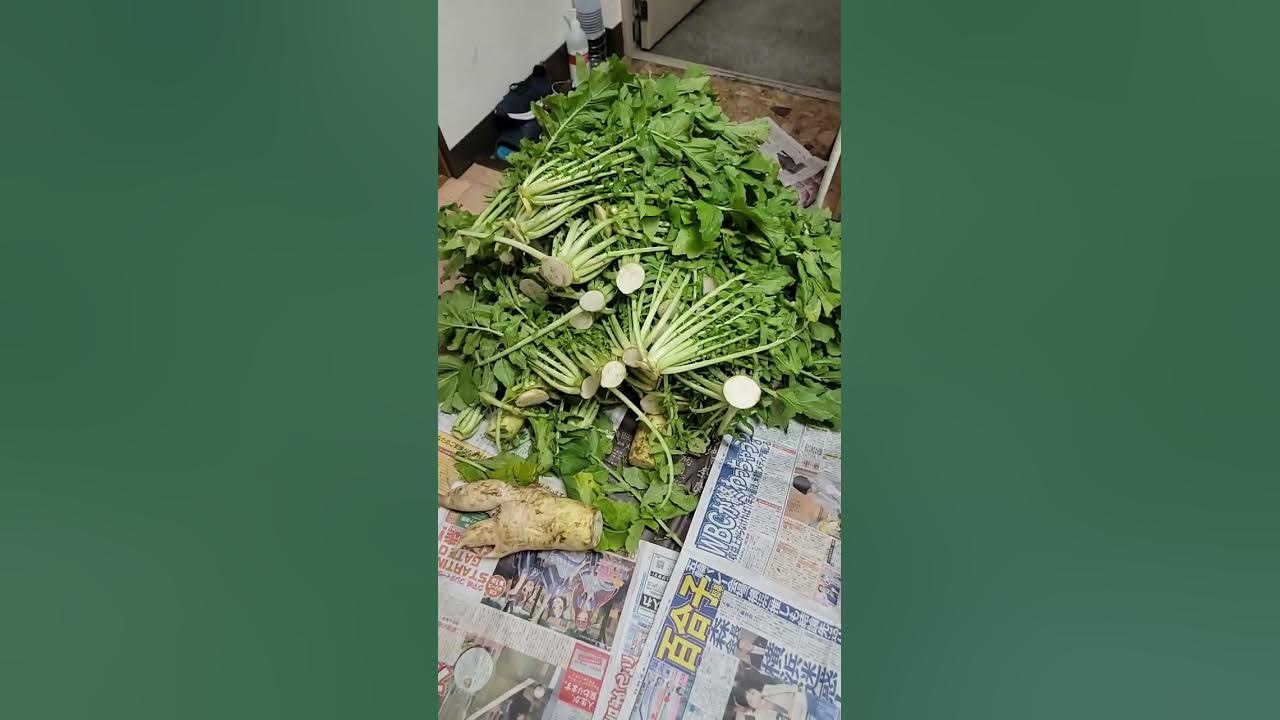 무우 배추 시래기 만들기 Youtube