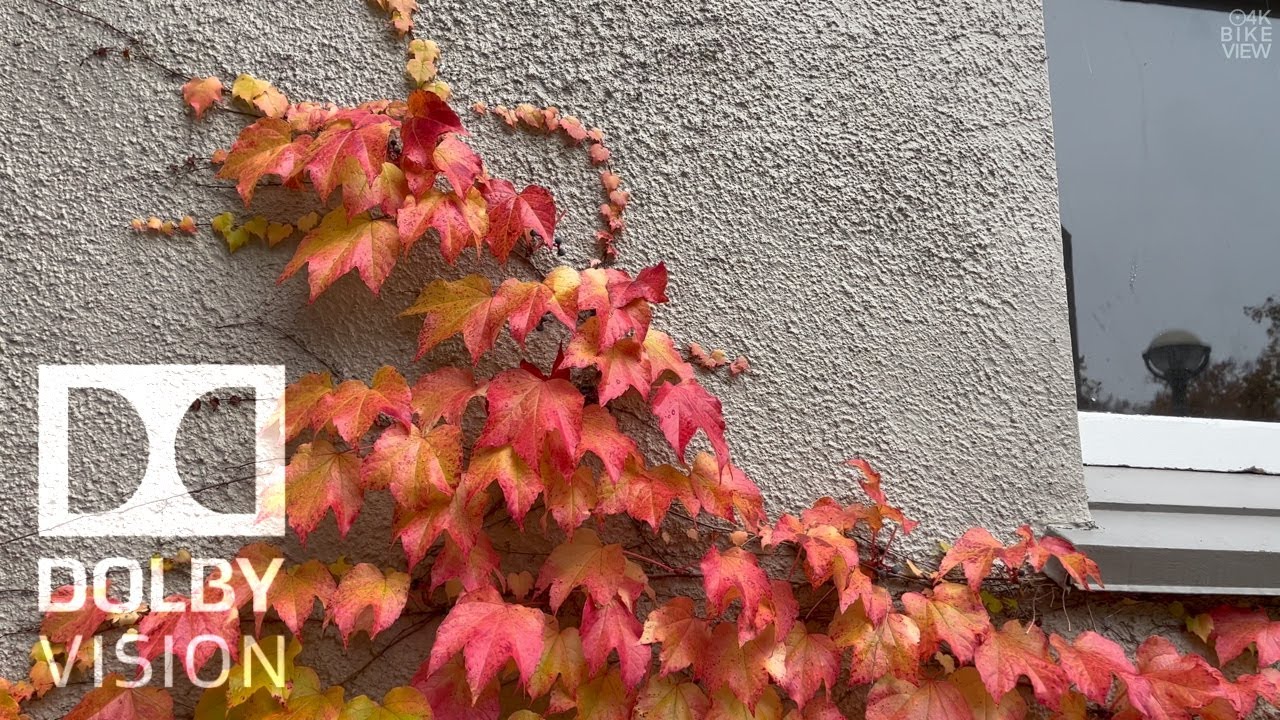 UBC Fall Leaves Nov 11, 2022 [4K BIKE VIEW] - YouTube