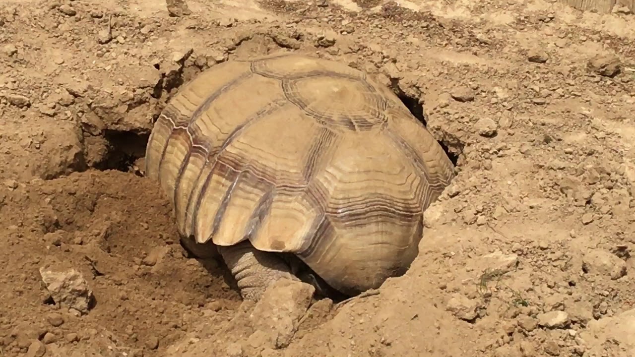 MONSTRO! Sudanese sulcata tortoise excavating his new burrow - YouTube