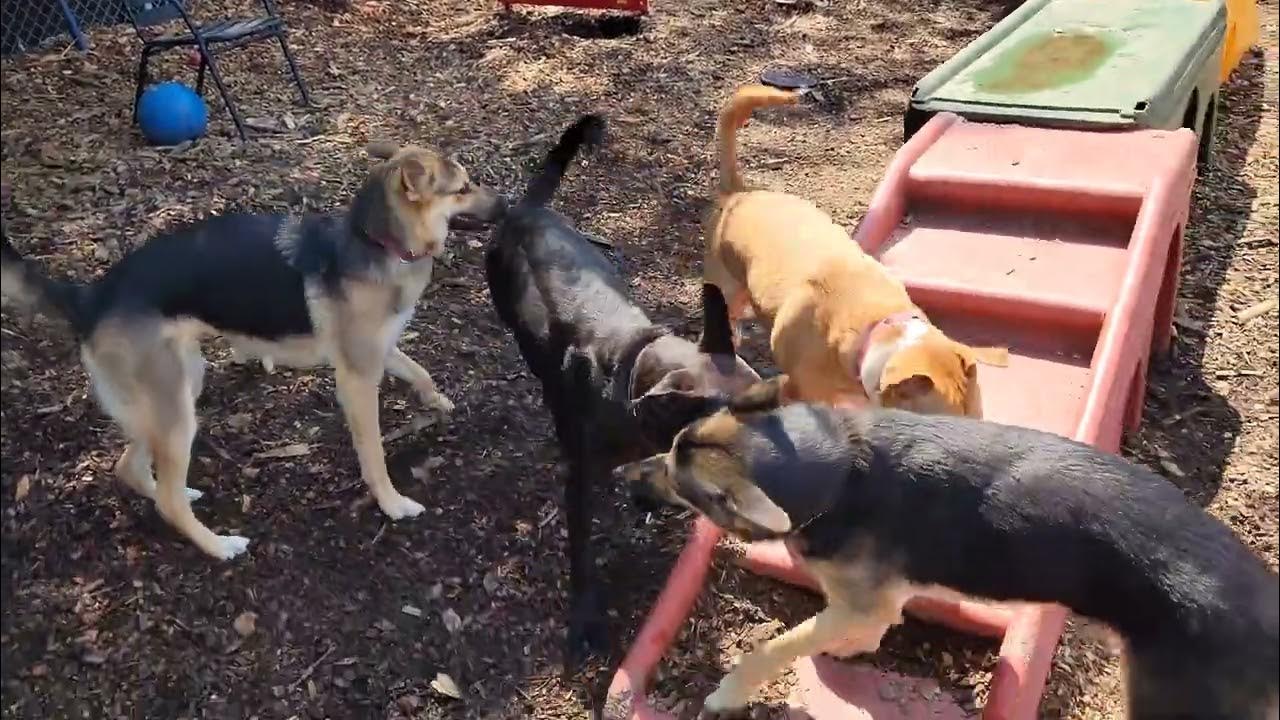 Charlie, Patton, Java, & Radar Playdate! - YouTube