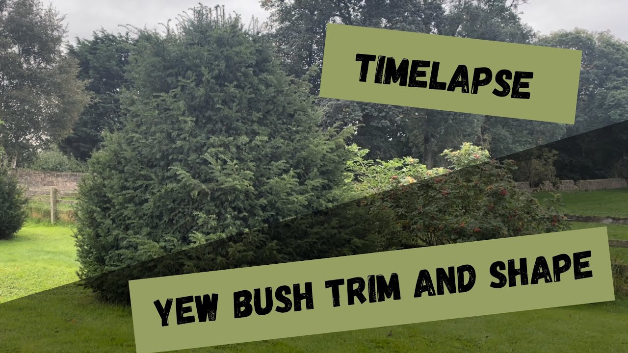Time lapse Yew bush trim and shape! #gardenmaintenance #gardening # ...