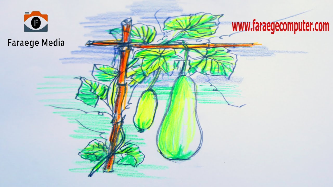 Bottle gourd | Calabash | লাউ গাছ । Drawing Video | Pencil Sketch ...