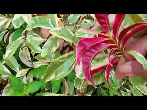 Excoecaria cochinchinensis - tropical plant - Blindness tree - sambang ...