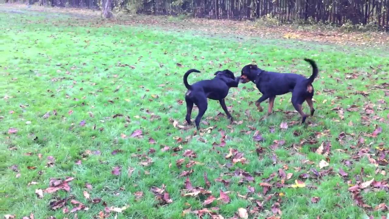 Rottweiler vs Rottweiler x english bull terrier playing - YouTube