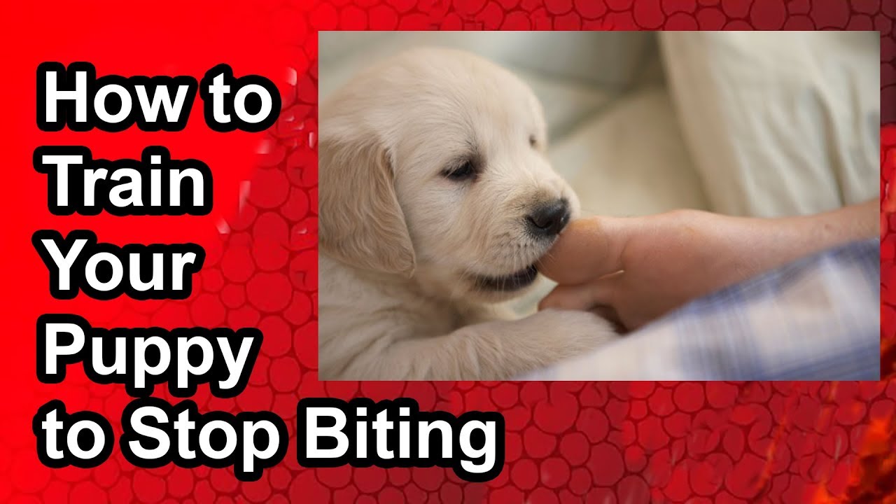 How To Train Your Puppy To Stop Biting YouTube how-to-train-your-puppy-to-stop-biting-youtube