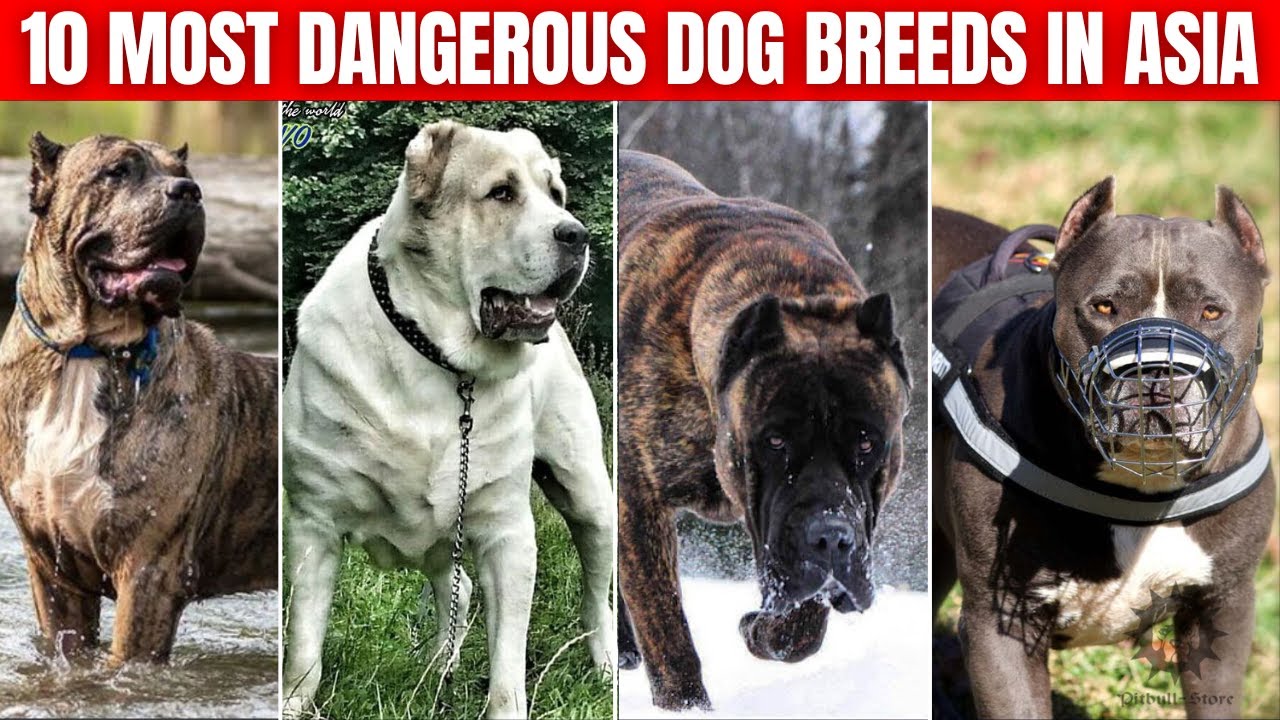 10 Most Dangerous Dog Breeds in Asia. - YouTube