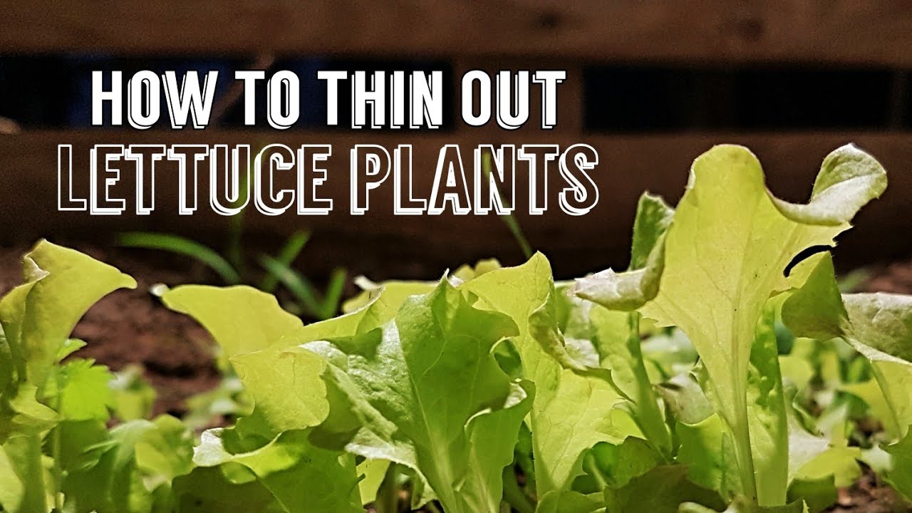 How to thin out lettuce plants 🍃 - YouTube