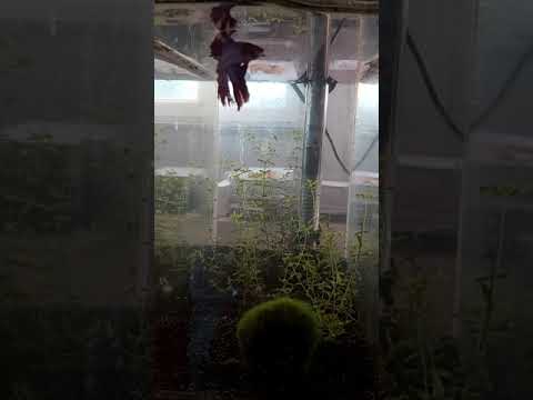 Beta Baloncuk çıkarma çiftleşme siyam balığı