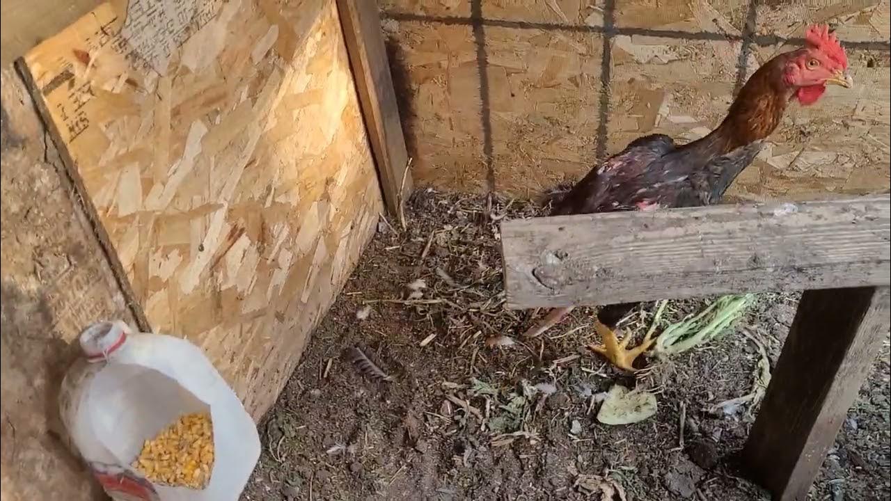 los tham pem uasi thiab update kuv cov qaib xwb - YouTube