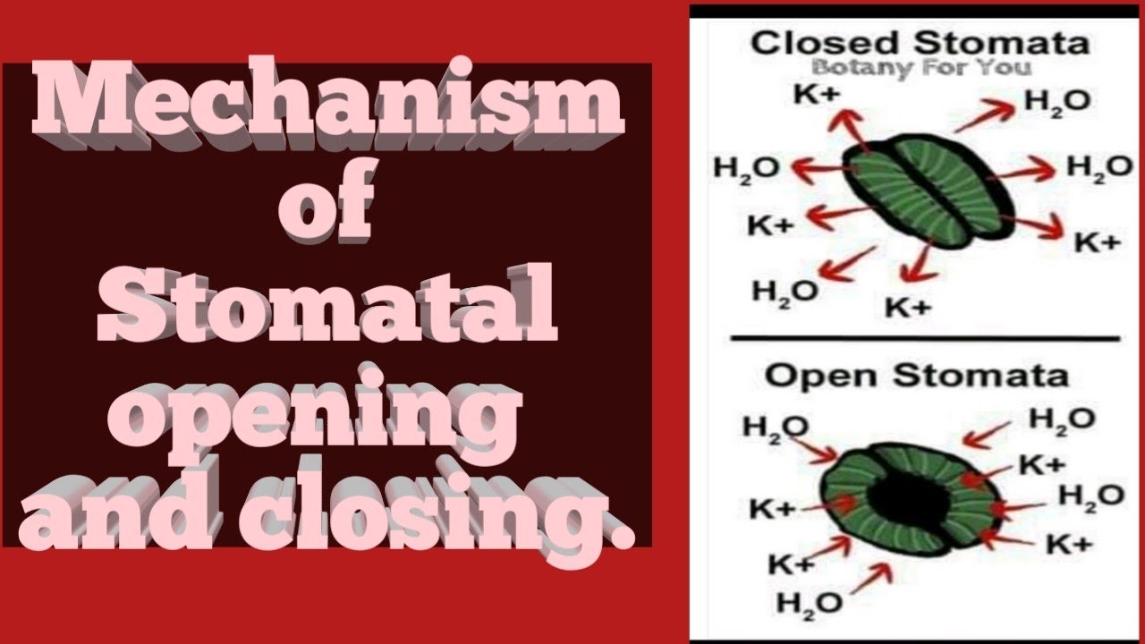 Mechanism of Stomatal opening and closing. - YouTube
