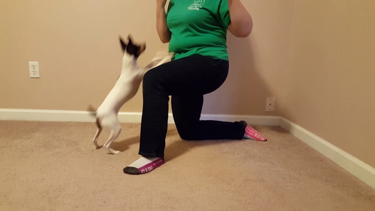 New Norby Small Dog Tricks - Hup! - YouTube
