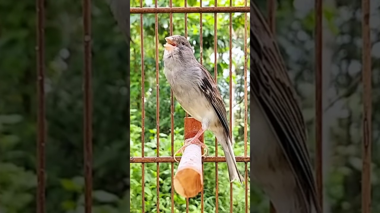 Kenari star blue istimewa #kenarigacor #kenari #burungkicau #burung# ...