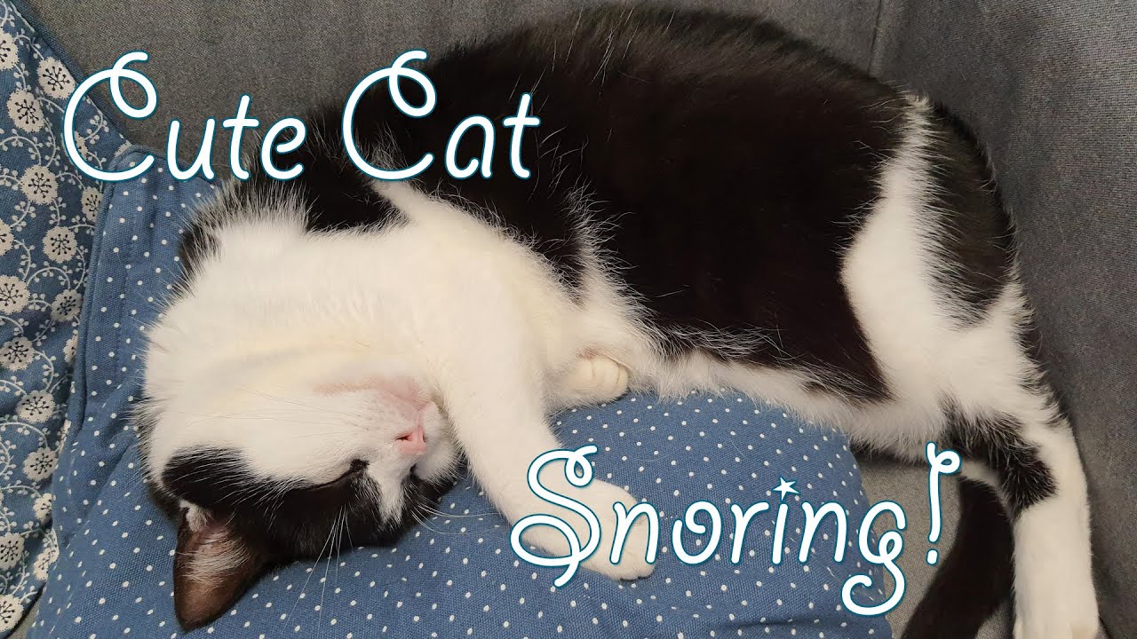 Cute and Funny Cat Sleeping and Snoring | Bravo Dada - YouTube