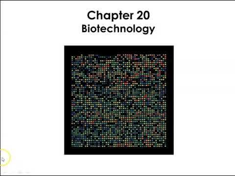 Chapter 20 Biotechnology - YouTube