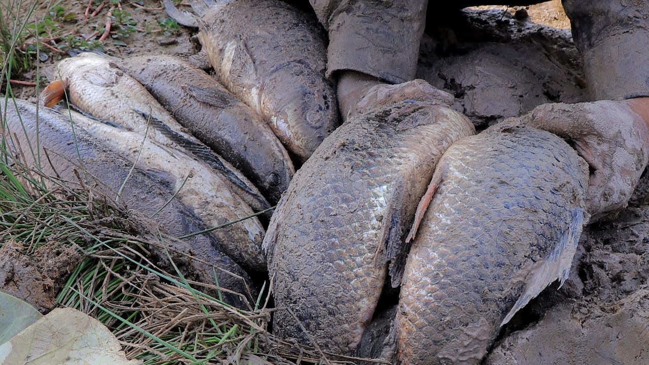 Amazing Find & Catch Snakehead Fish In Mud Underground Hole - New ...