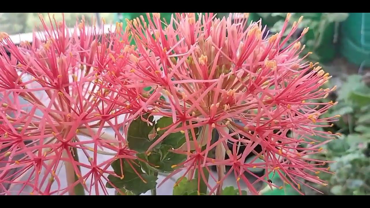 Football lily flowers result how to care and multiply blub grow - YouTube