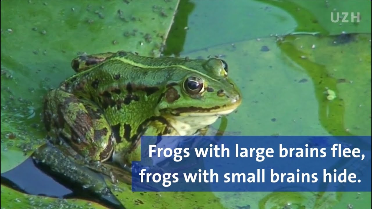 Frogs Use Brains or Camouflage to Evade Predators | UZH Spotlight - YouTube