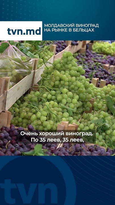 Первый молдавский виноград на рынке в Бельцах. Сколько стоит килограмм ...