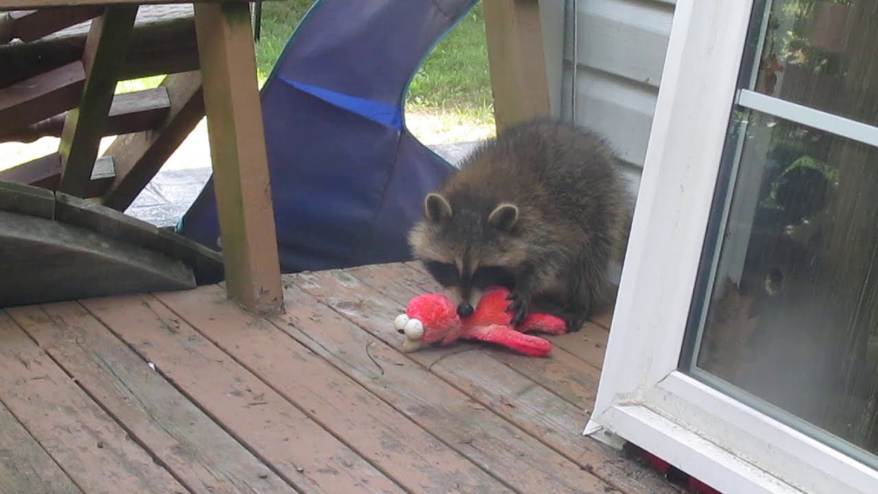 Mr. Raccoon Practicing Jujitsu on Elmo - YouTube