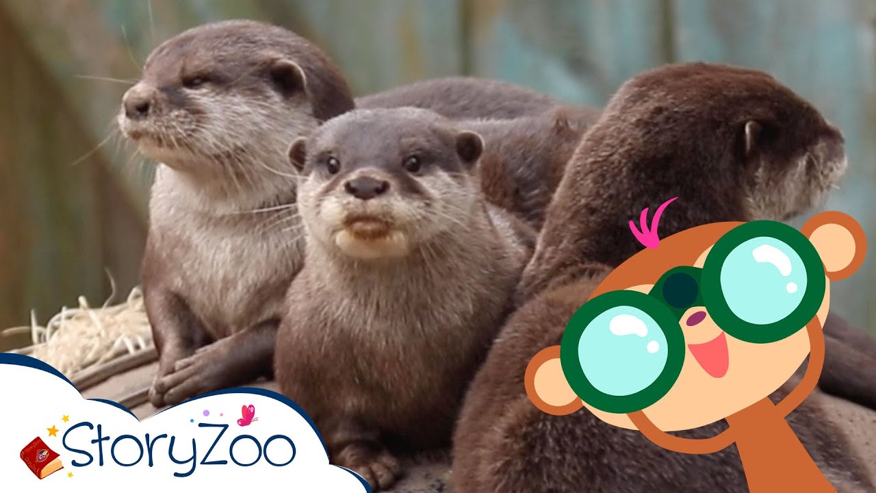 StoryZoo en Español | ¡Aprende sobre la Nutria! | Animales en el Parque ...