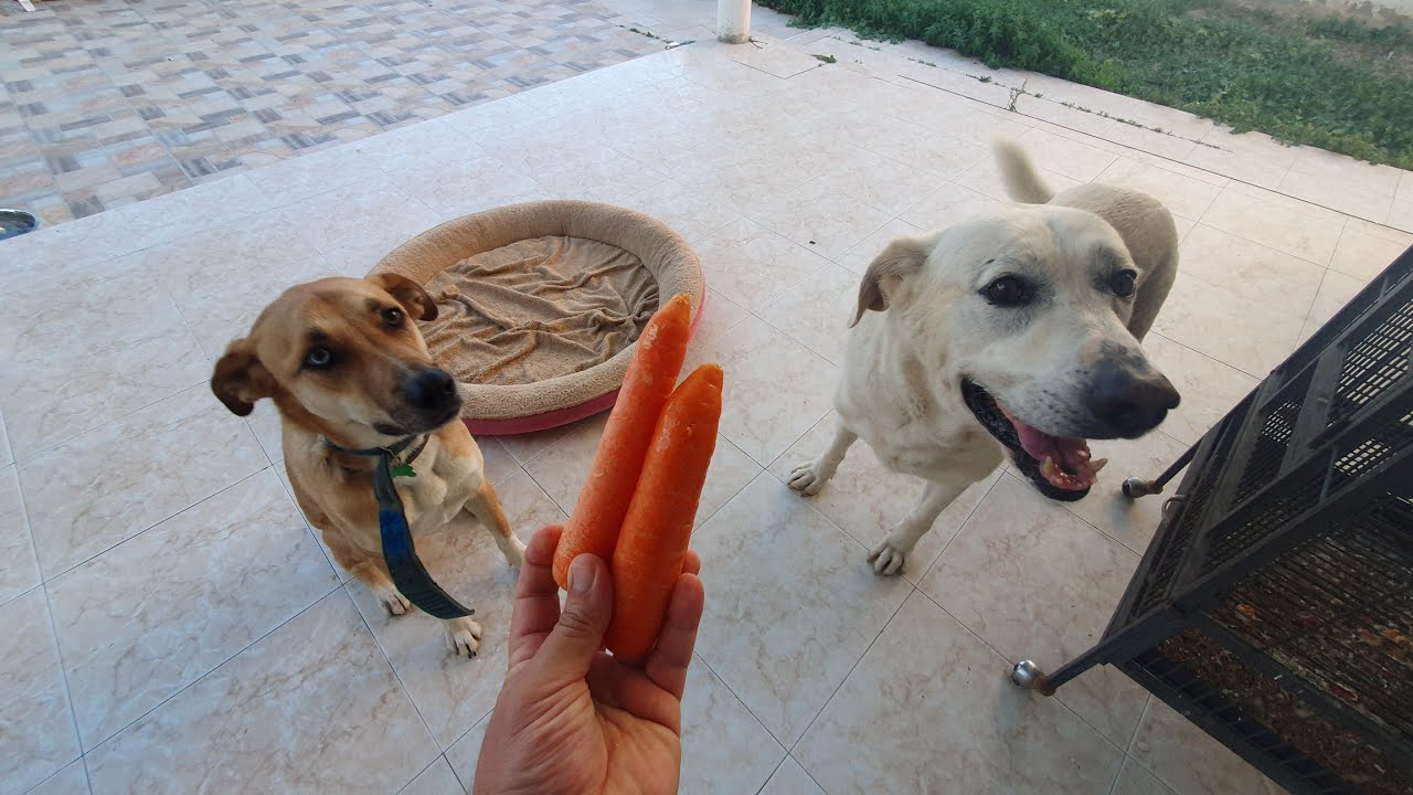 They both like carrots - YouTube