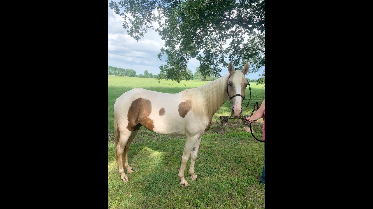 Tennessee Walking Horse Show - YouTube