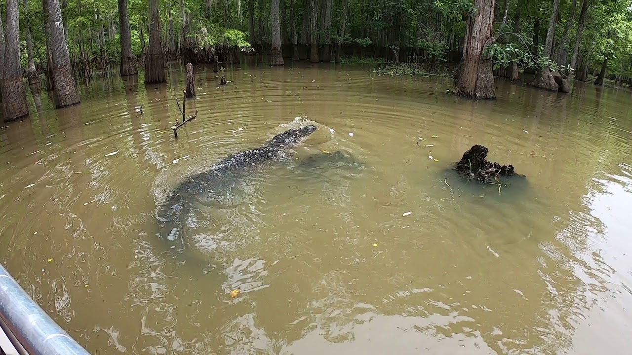 El Guapo the 15' alligator - YouTube