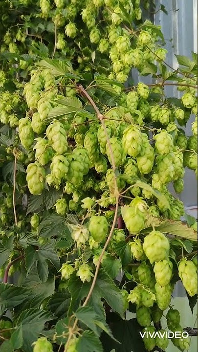ДИКИЙ ХМЕЛЬ! Будем варить домашнее пиво 🍻 #огород #хмель #пиво # ...