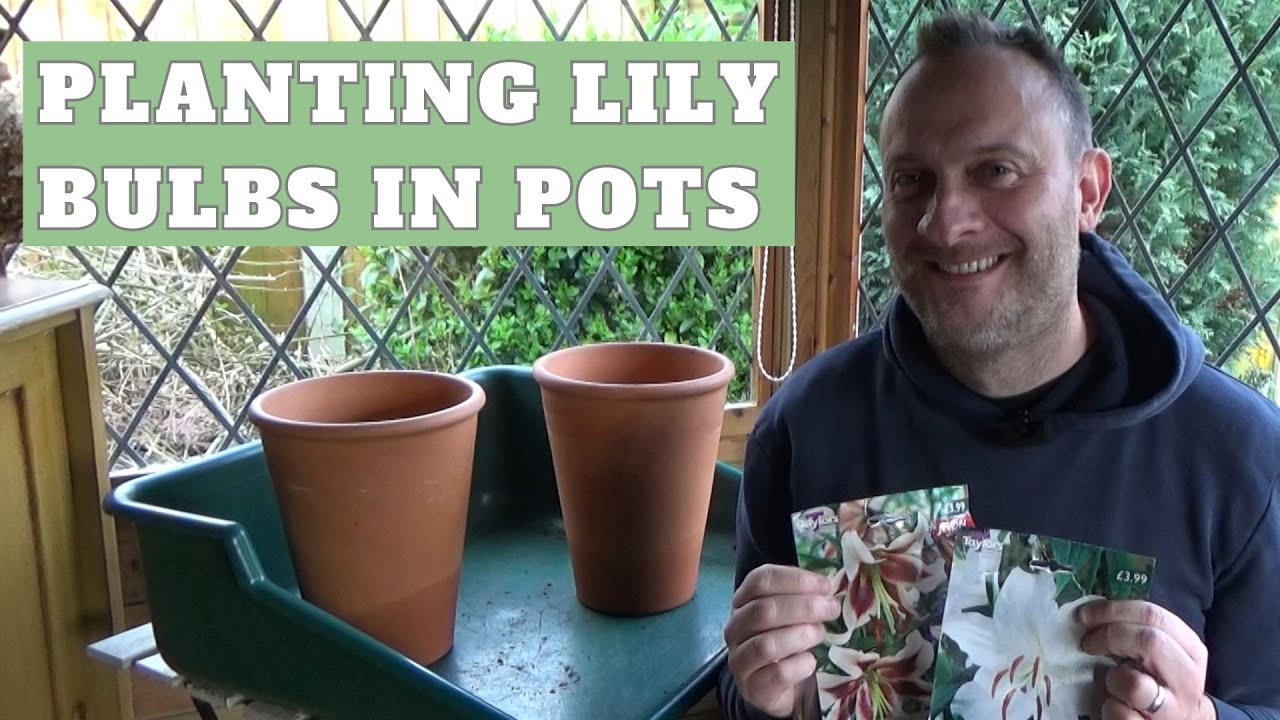 Planting Lilies in Pots | How to Plant Lily Bulbs | Growing Oriental ...